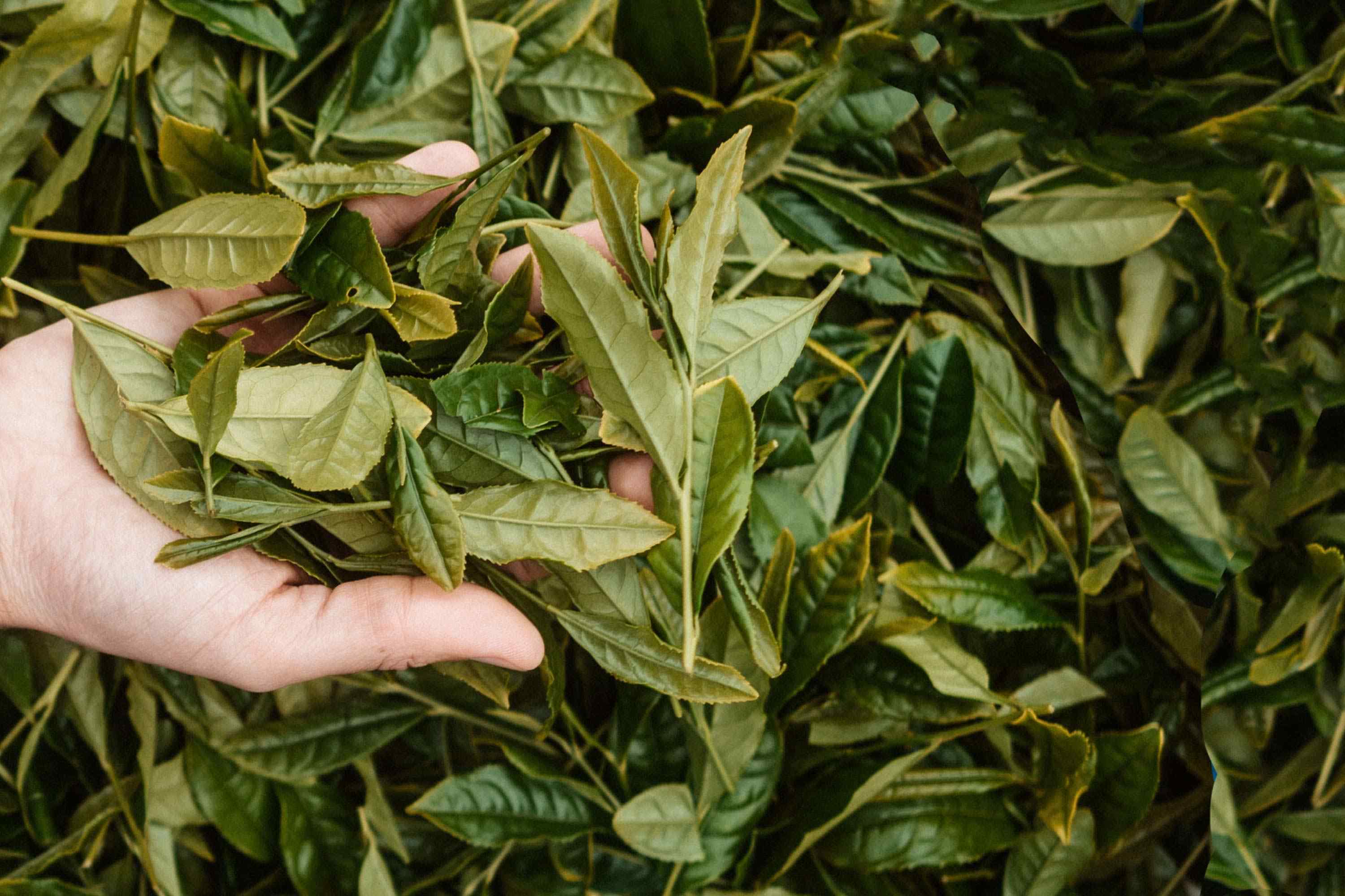 Pure Teas – Pure Flavour